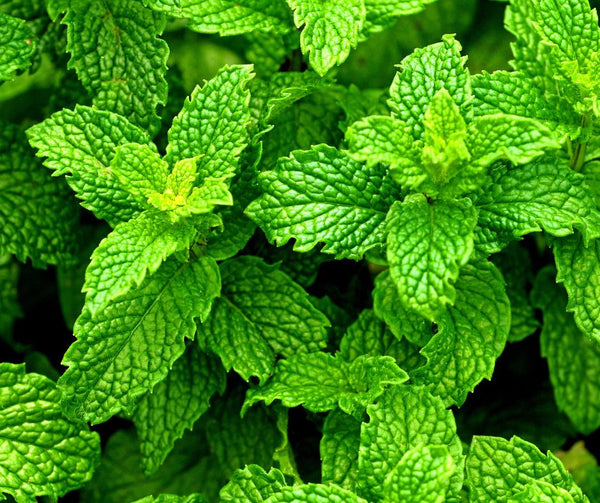 Where to Buy Peppermint Oil Spray - Calm & Cozy